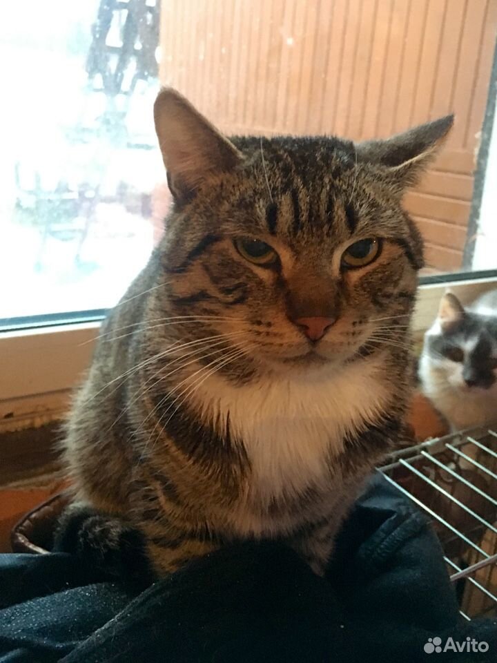 Молодой котик Рокки