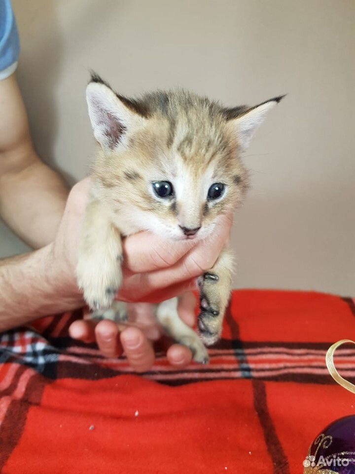 Чаузи ф1 большой выбор