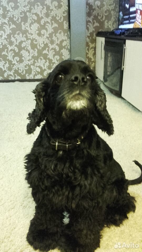 Коккер ищет подружку