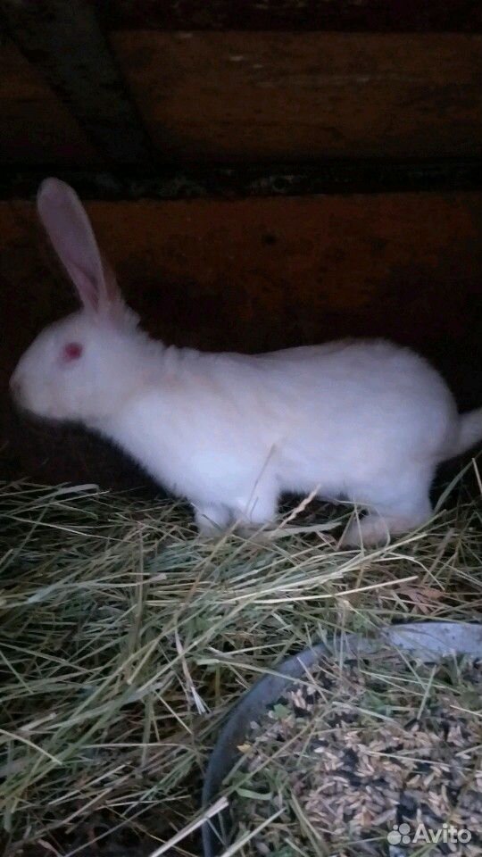 Продам молодых кроликов