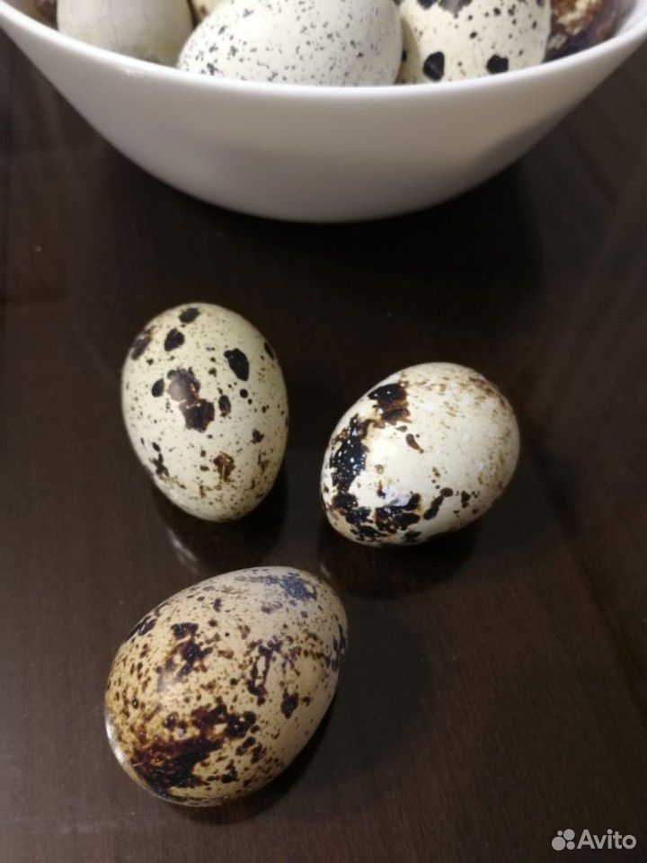 Инкубационное яйцо перепелиное