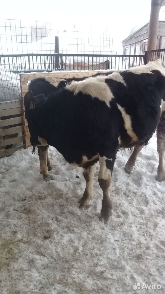 Бык Голштинской породы Продам