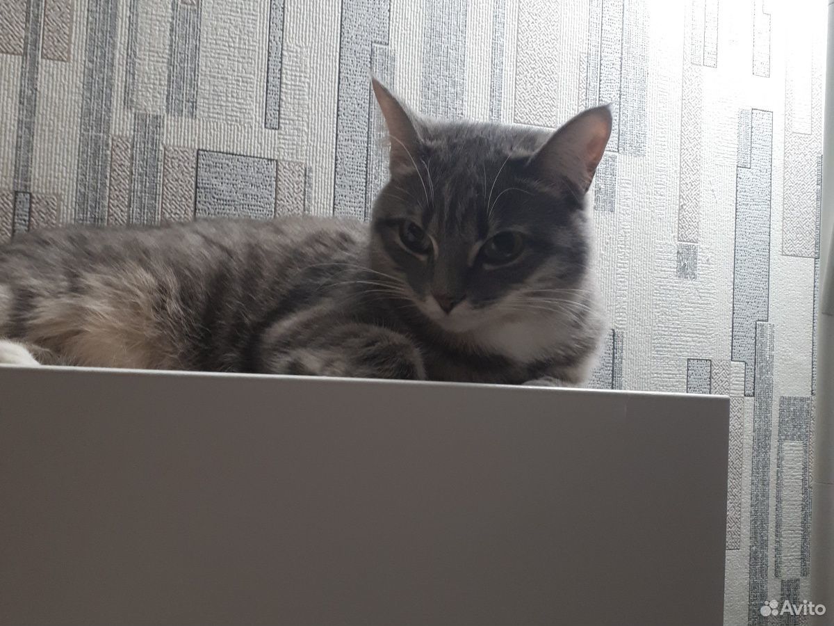 Кошка домашняя