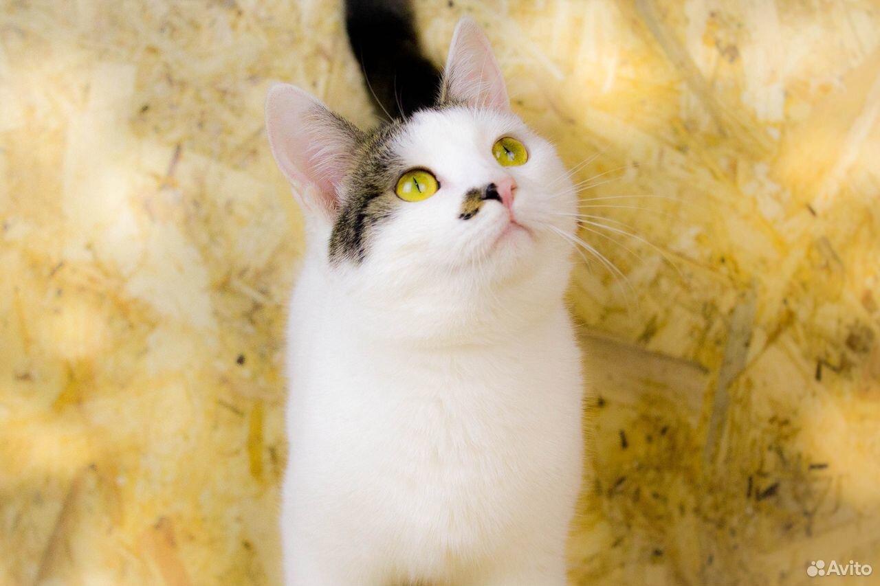 Кошечка Монро, 9 месяцев (из приюта)