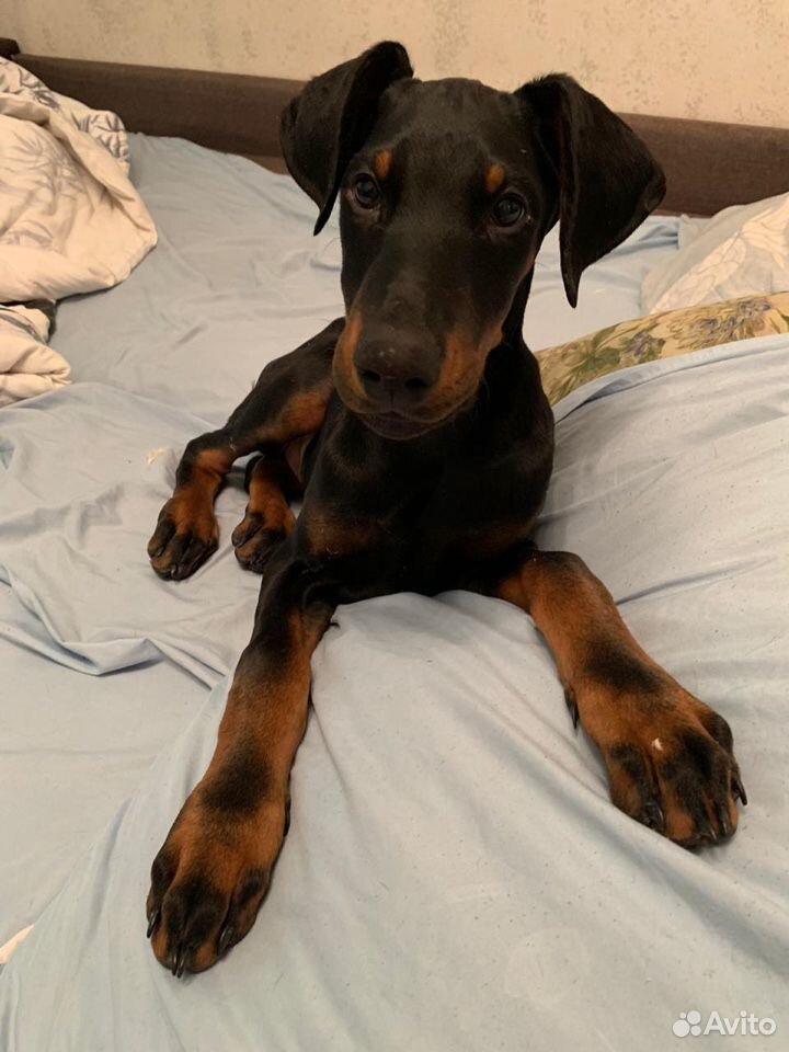 Продам добермана
