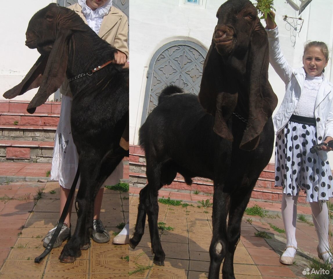 Камори, нубийские