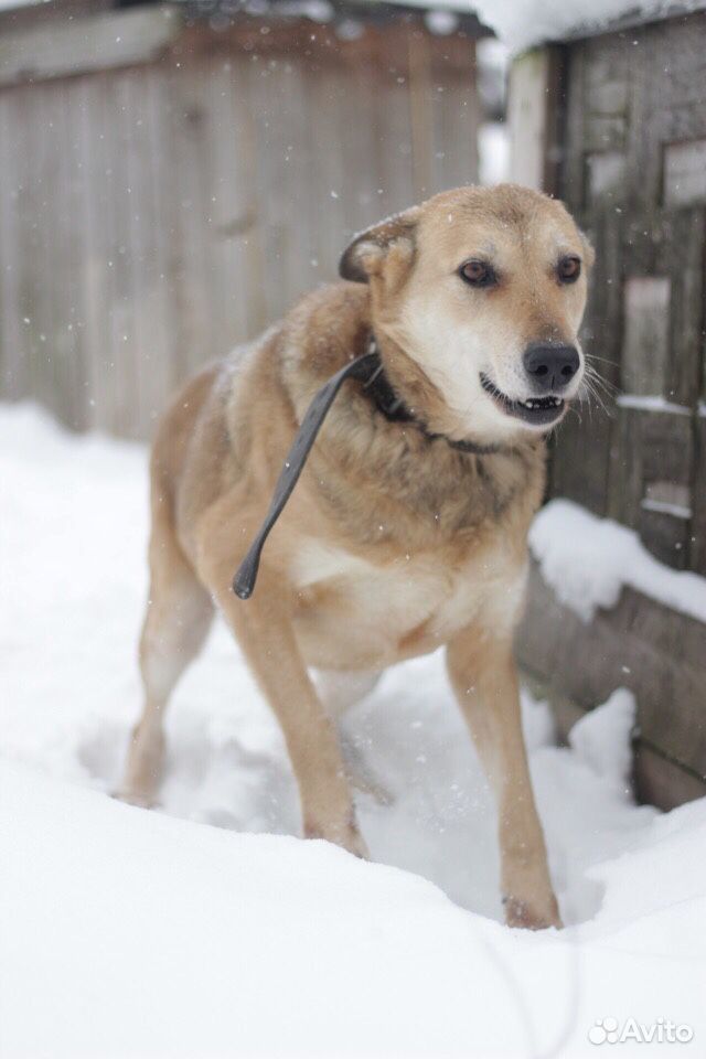 Красотка бежевого окраса