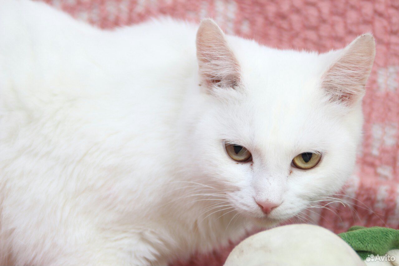 Котик Беляш