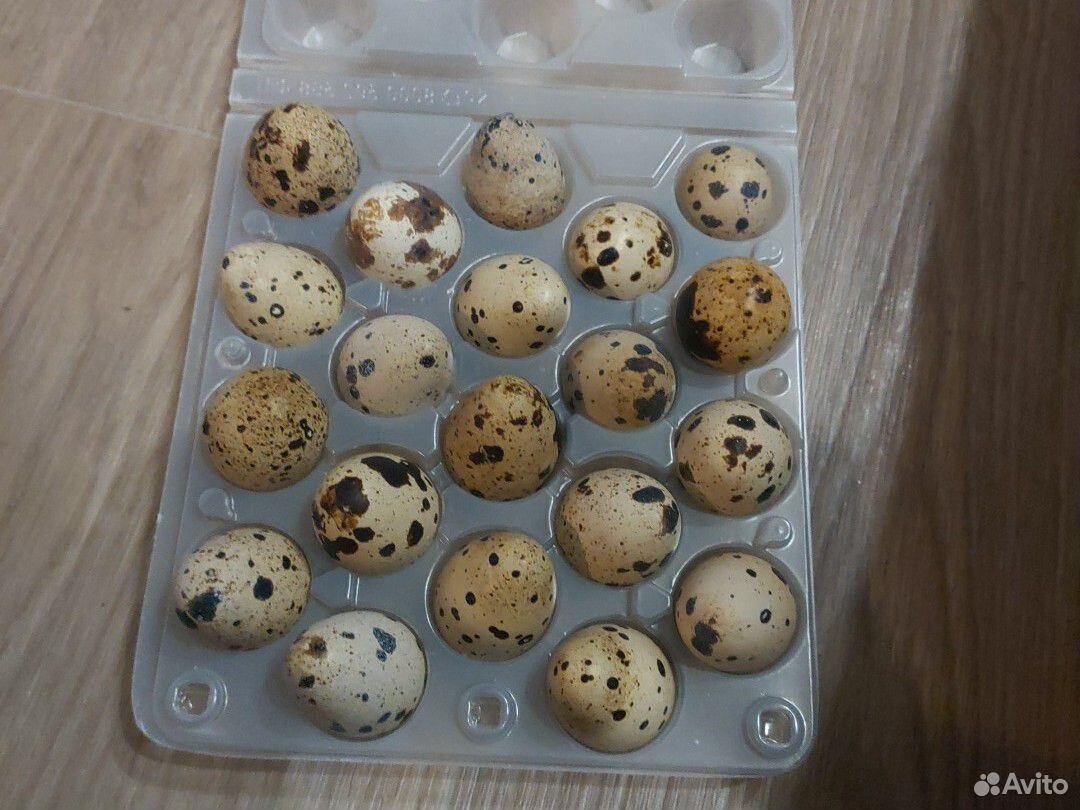 Яйцо перепелиное столовое и инкубационное