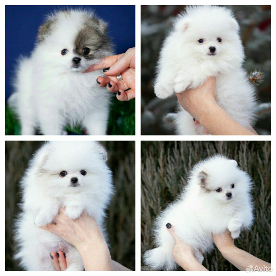 Померанские шпицы