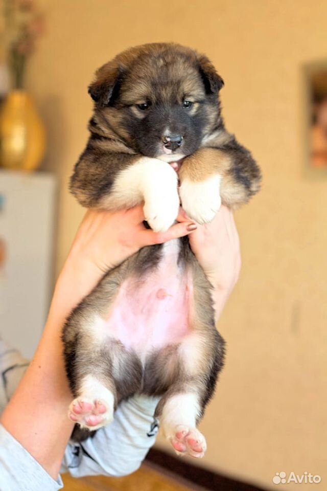 Барни-в дар