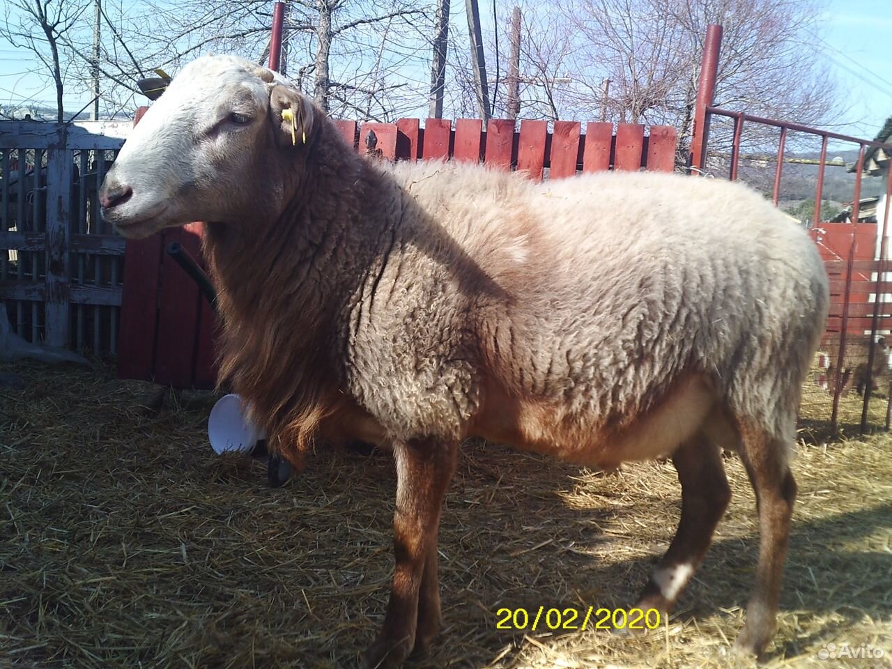 Катумский баран и ягнята на племя