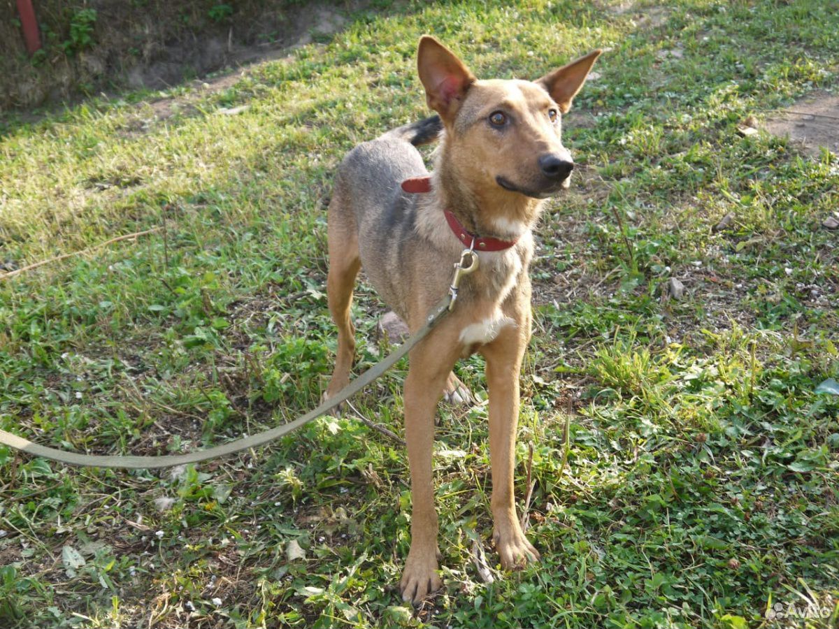 Сэм из приюта ищет своего хозяина