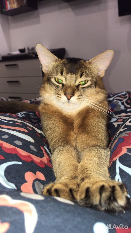 Вязка с сомалийским котом