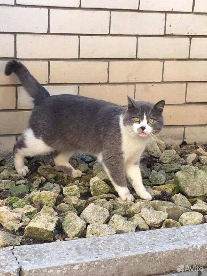 Котик крысолов
