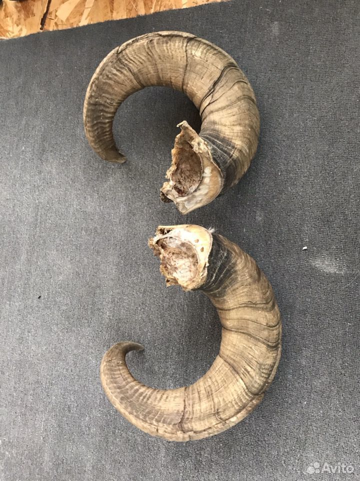 Рога чукотского барана