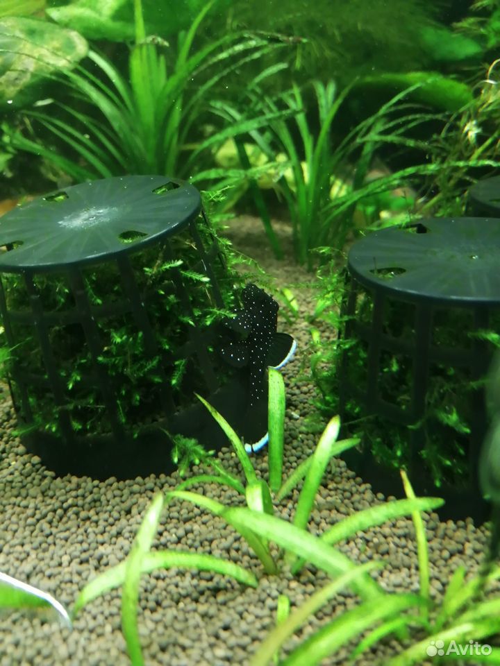 Анцитрус звездчатый