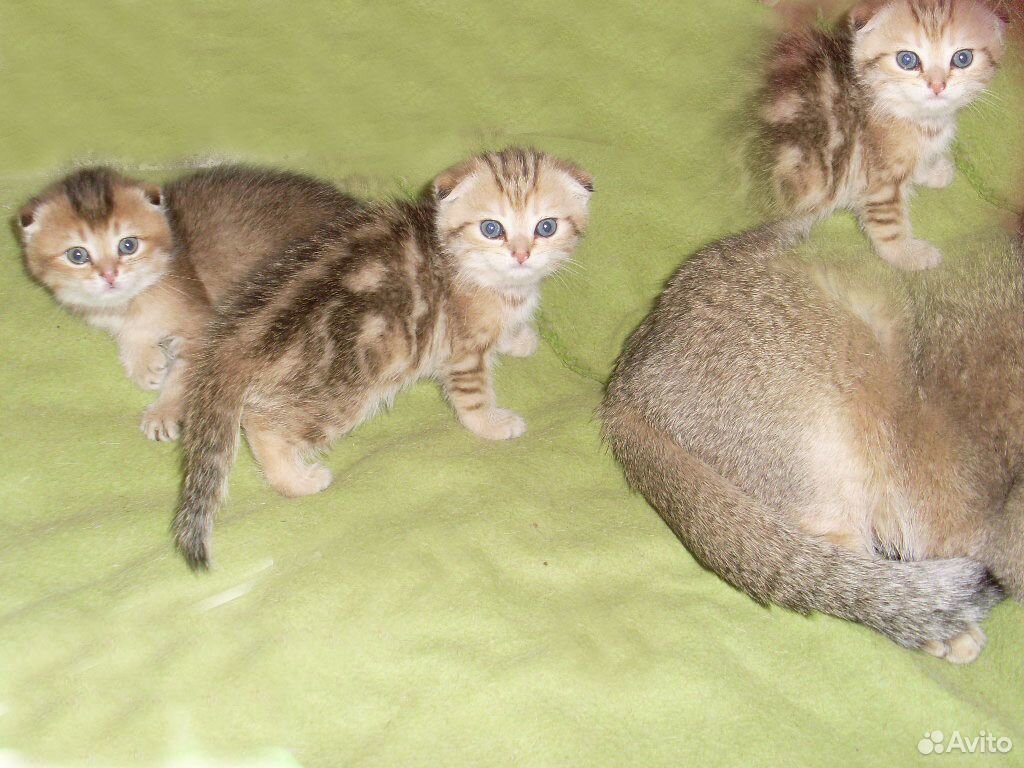 Золотенькие кошечки