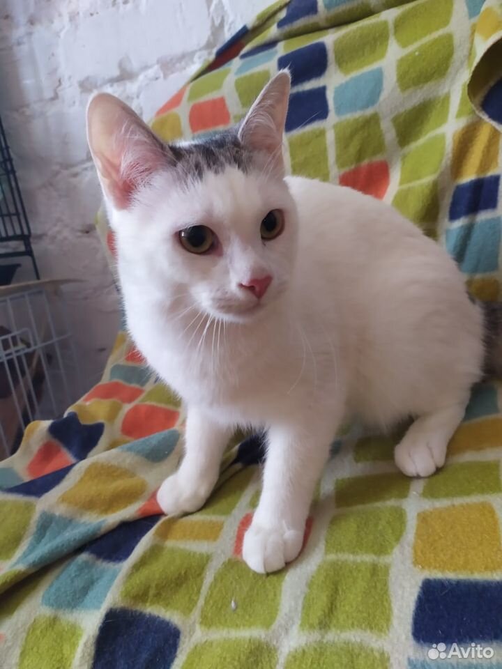 Котик Мориарти, 7 мес (из приюта)