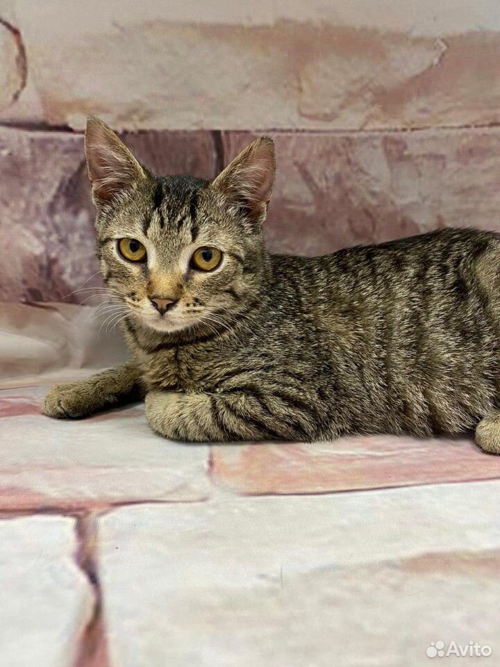 Котик Шпротик