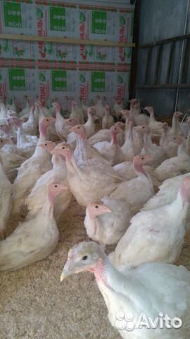 Месячные индюшата