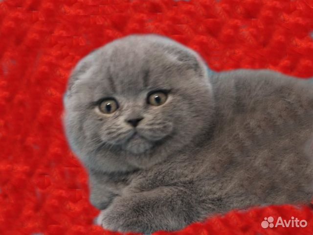 Шотландский Мусик