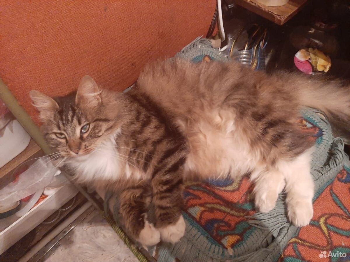 Кошка