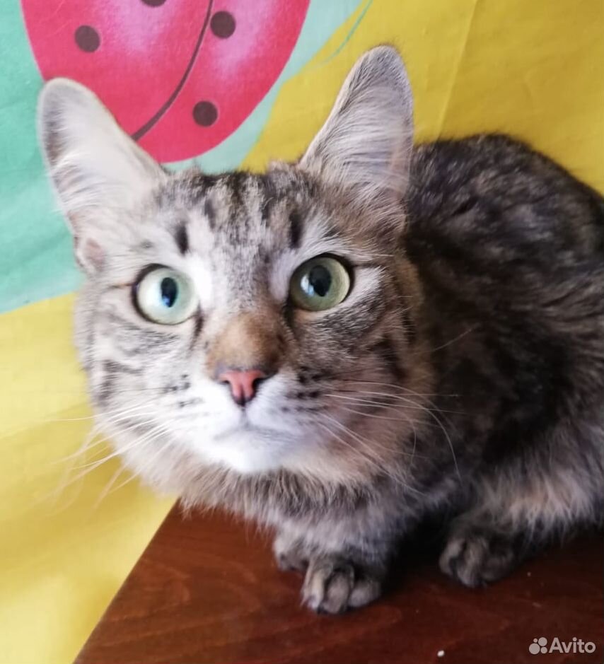 Красивый полу-сибирский пушистый котик Васька вдар