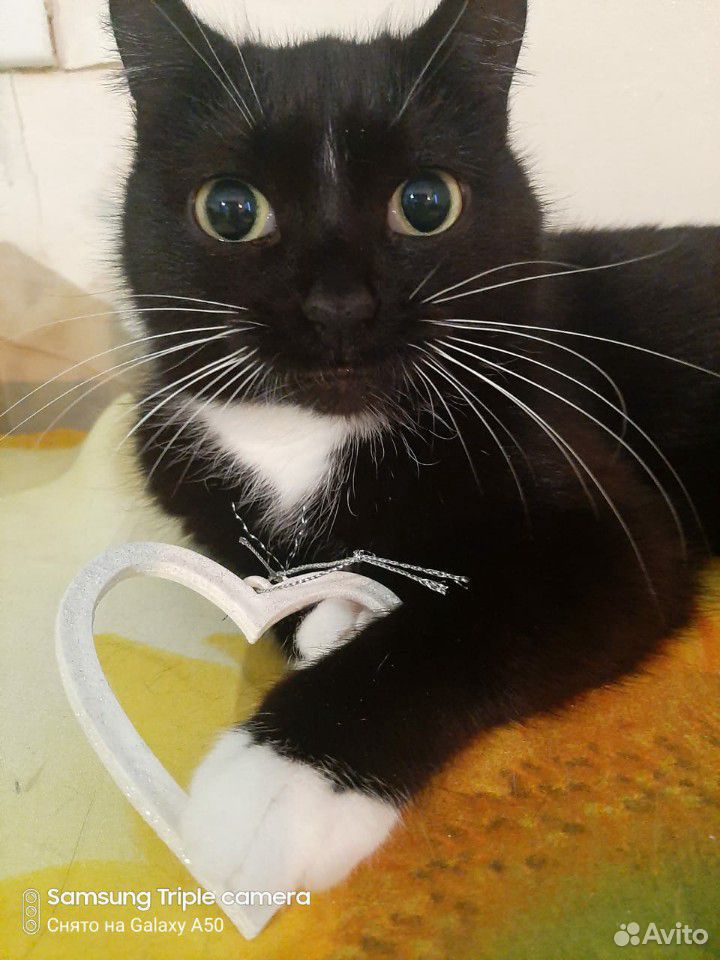 Кошка Мурка
