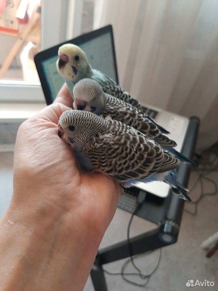 Волнистые попугайчики птенцы и подростки