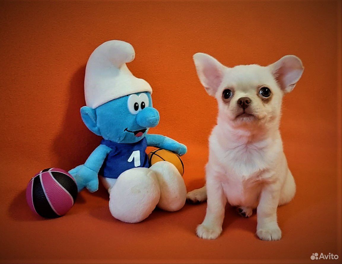 Красавчик бело-кремовый чих