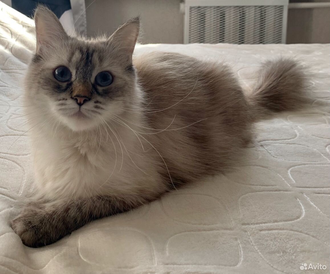 Невская маскарадная девочка