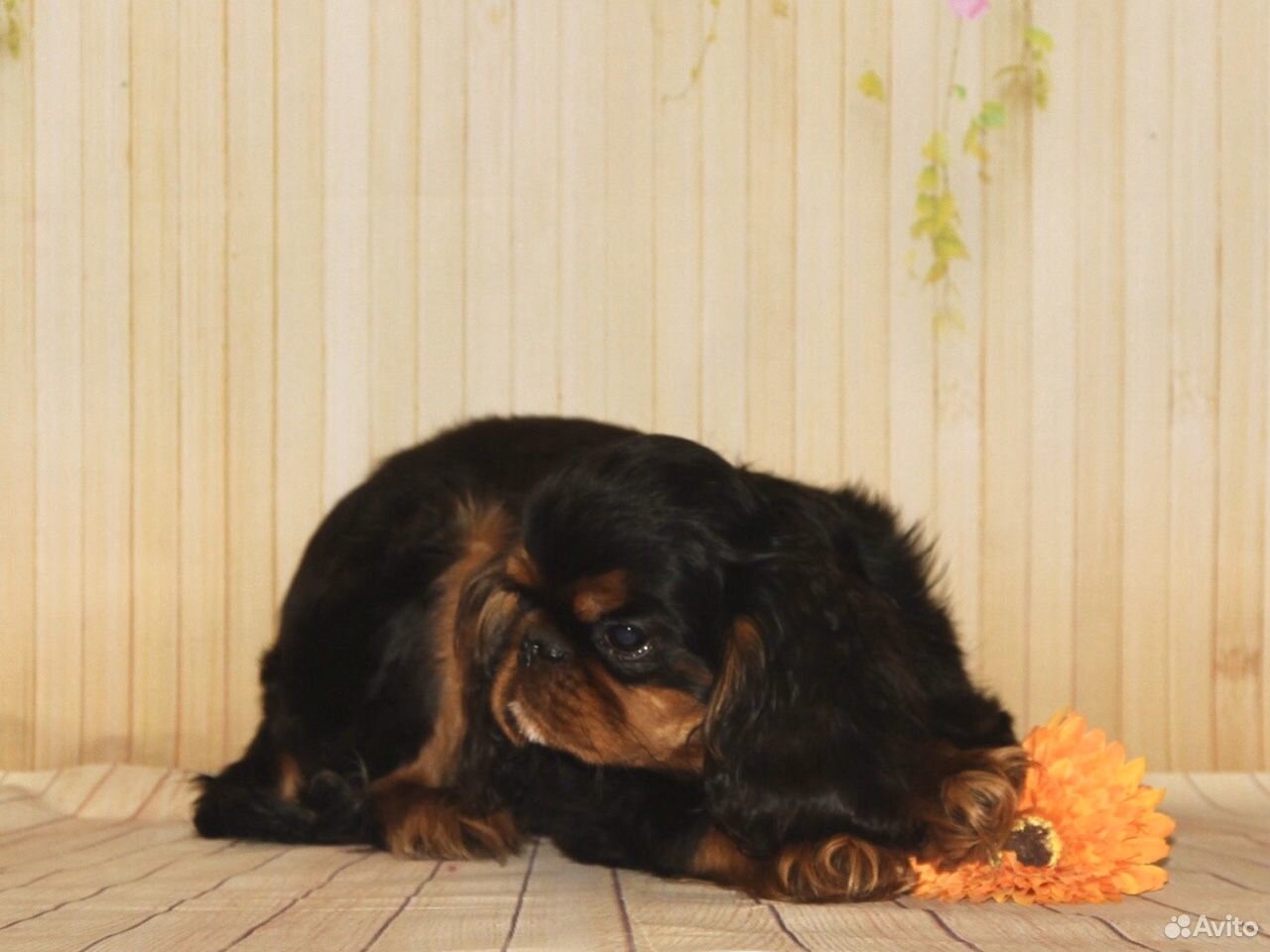 Кинг чарльз спаниель