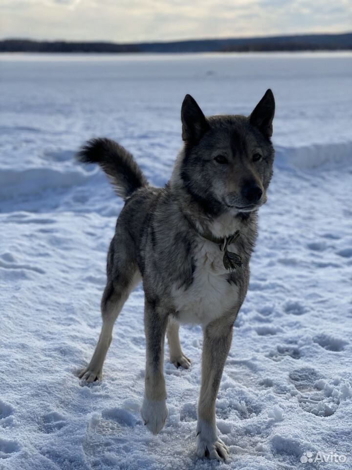 Потеряшка ищет дом