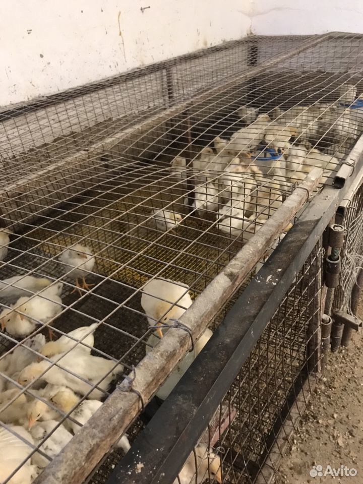 Продаются цеплята родонит и серебро