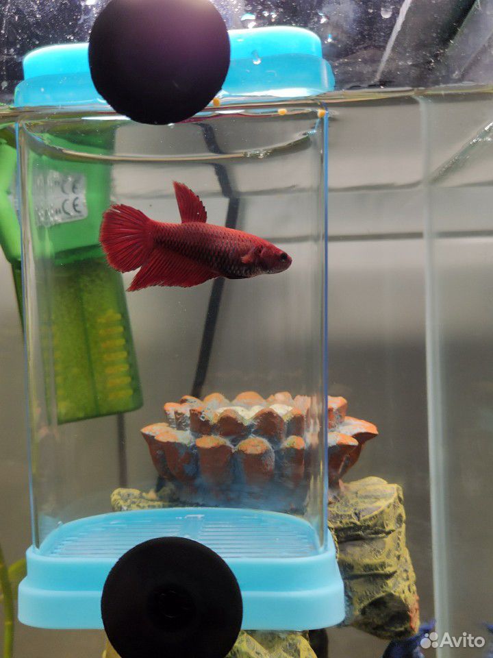 Самка петушка/бойцовая рыбка