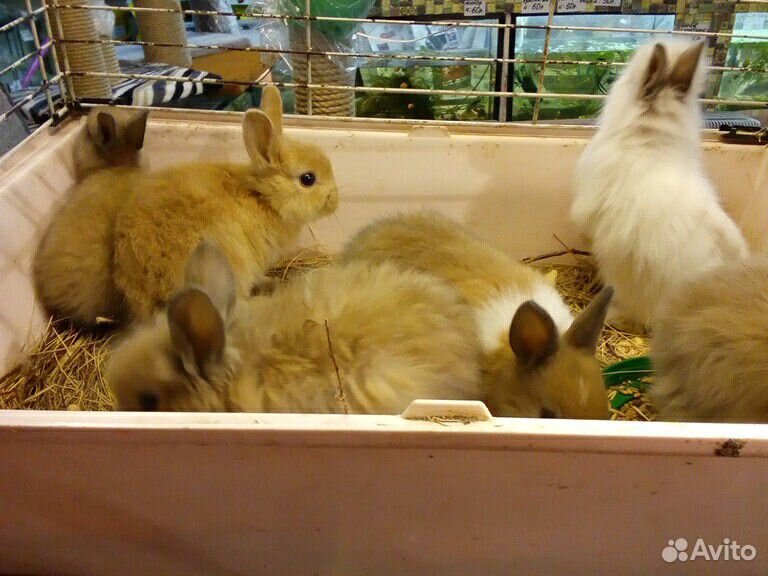 Кролики декоративные карликовые прямоухие, вислоух