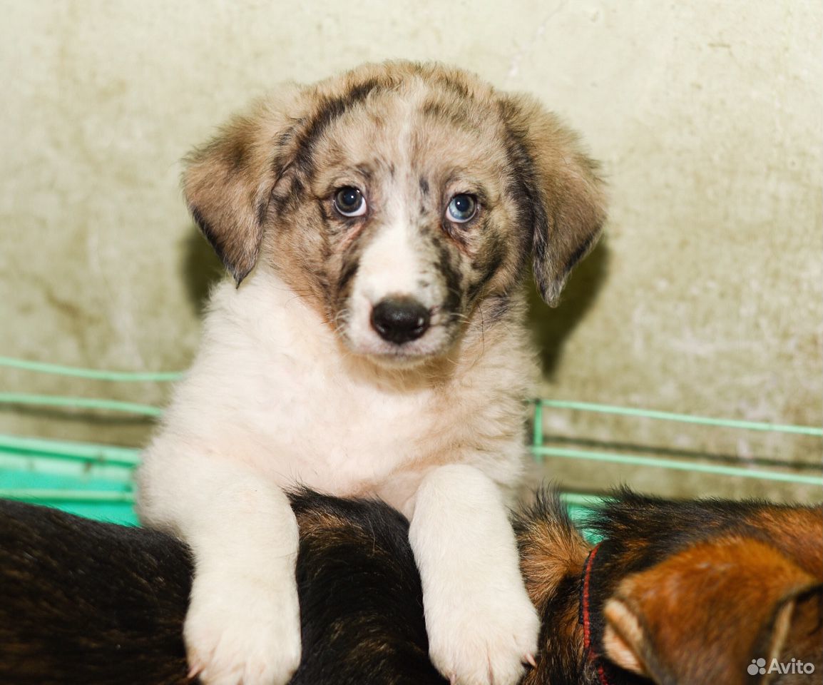 Красивый щенок разноглазка