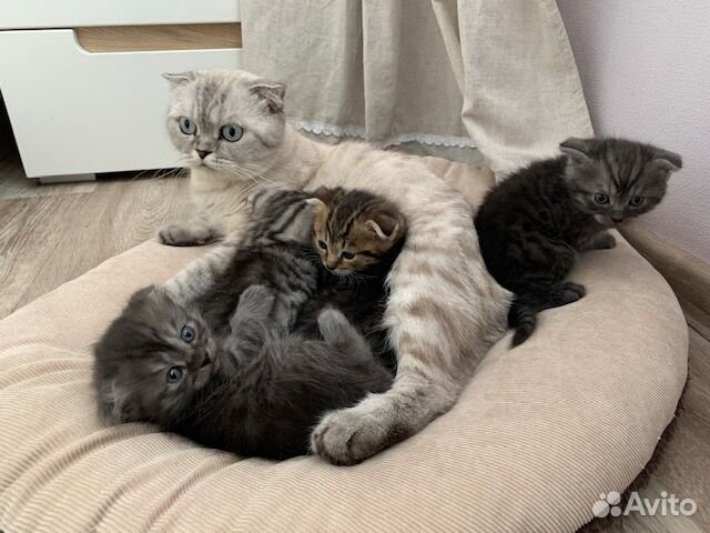 Котята вислоухие