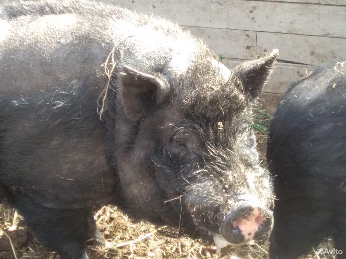 Вьетнамские вислобрюхие