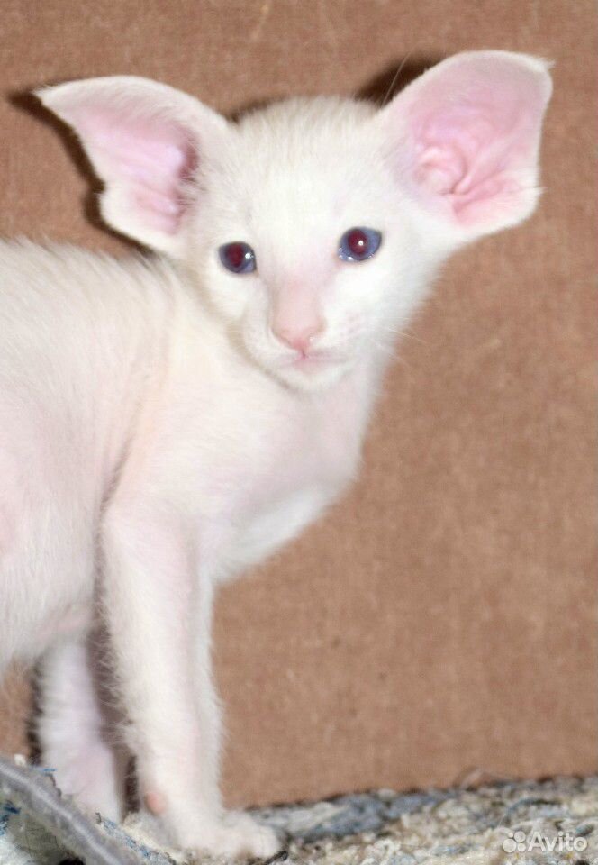 Облачная фея