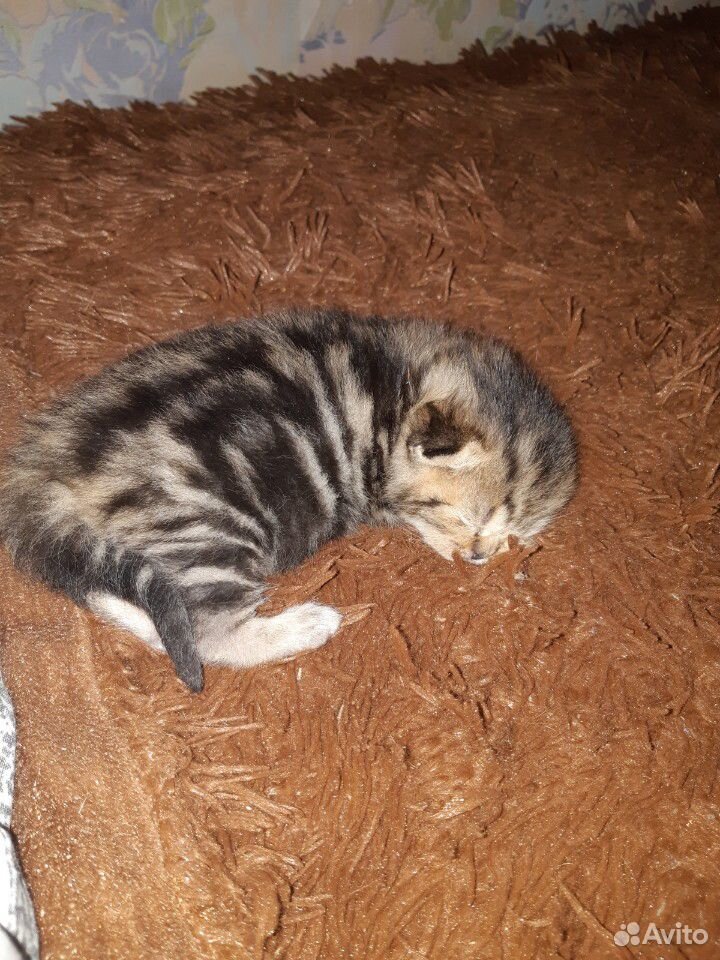 Продаю котёнка британка