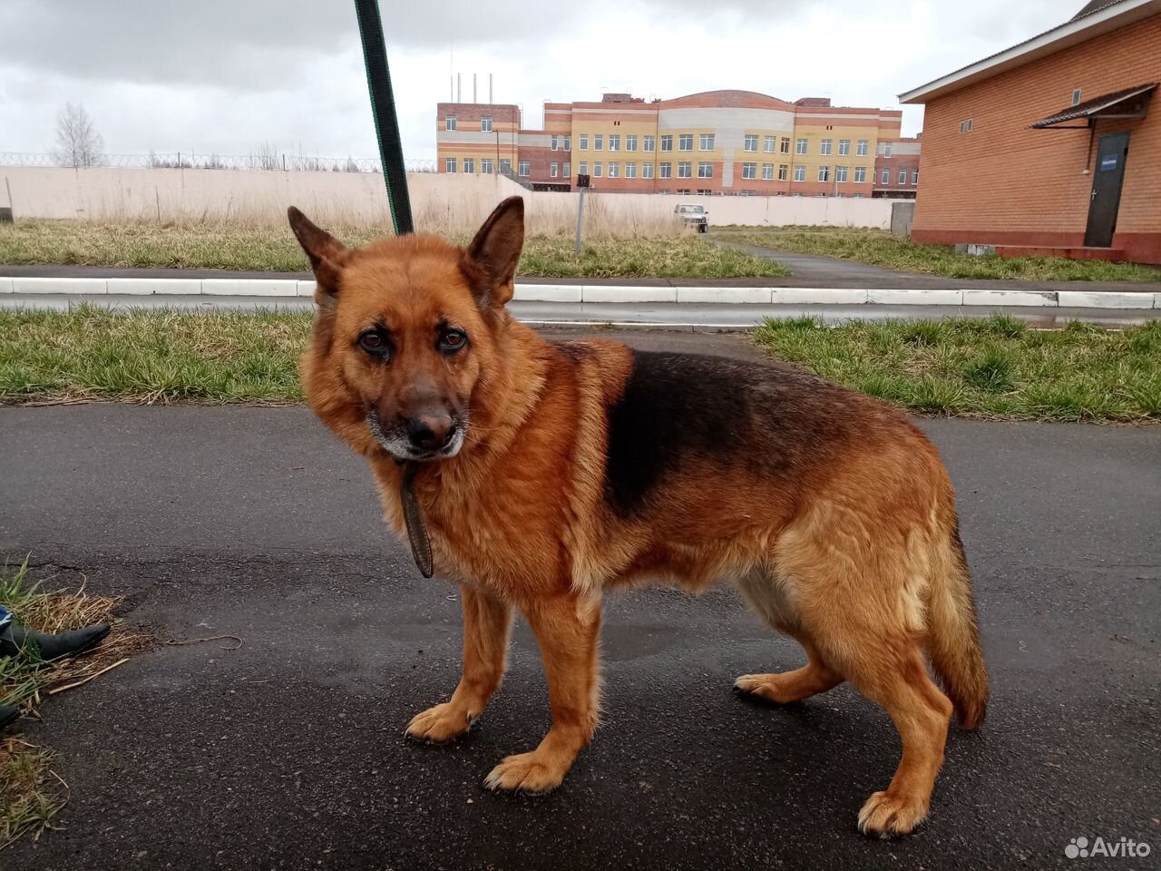 Немецкая овчарка