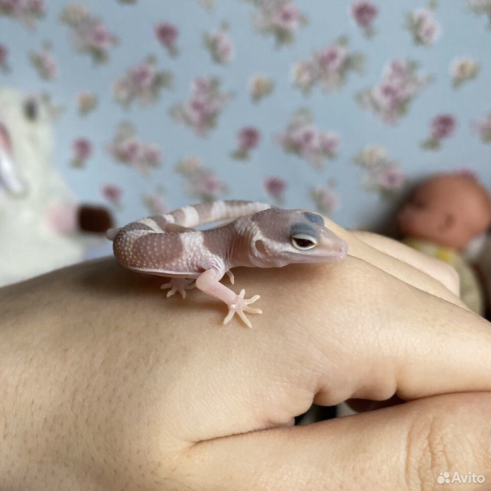 Эублефар, ящерица