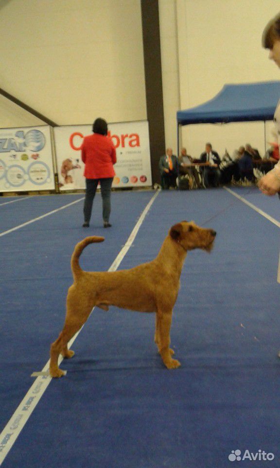 Ирландский терьер интерчемпион, чемпион России, Бе