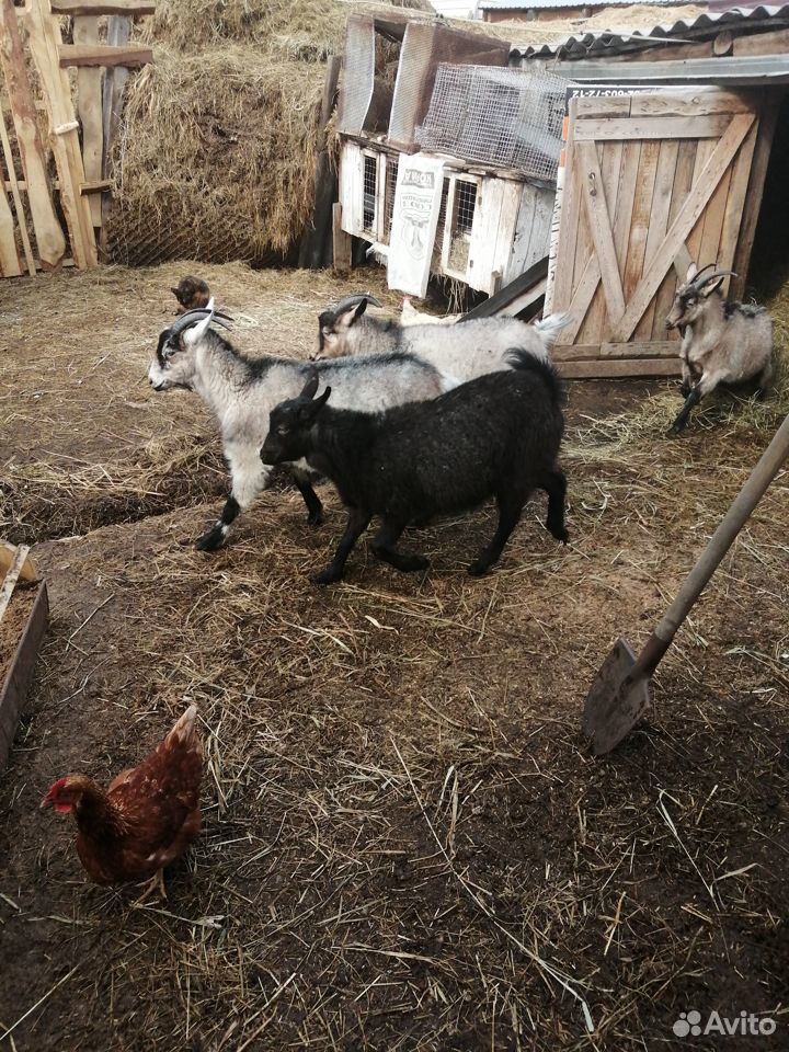 4 козы пуховые + молочные (окот через месяц)