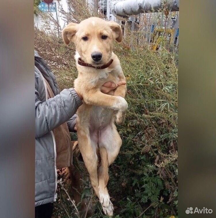 Щенок, девочка. Щенята, щенки, собака собаки