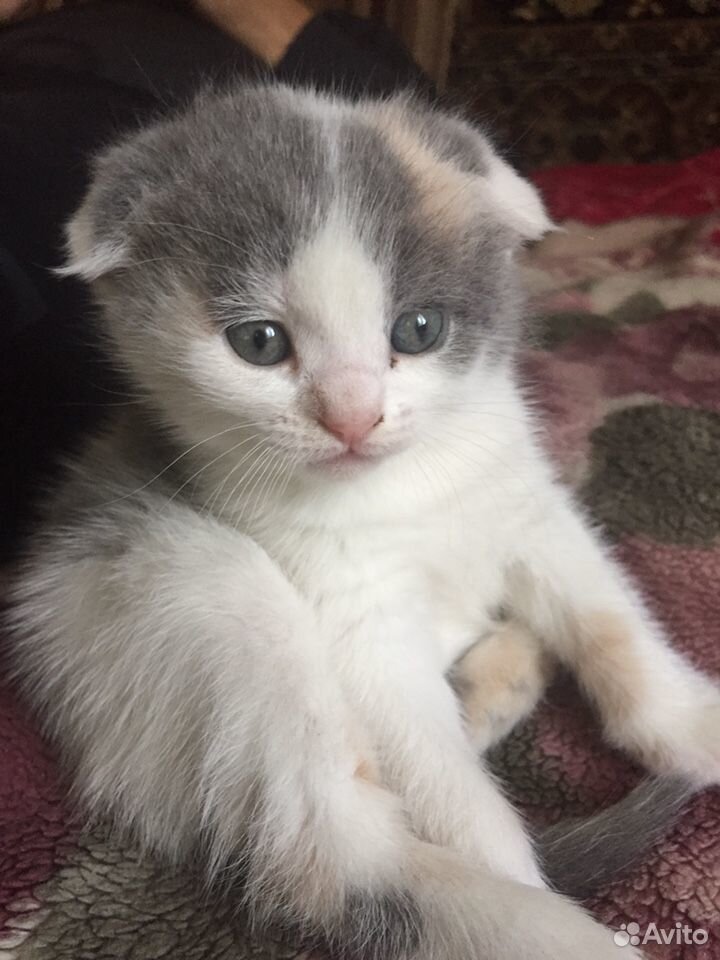 Кошечка метиска