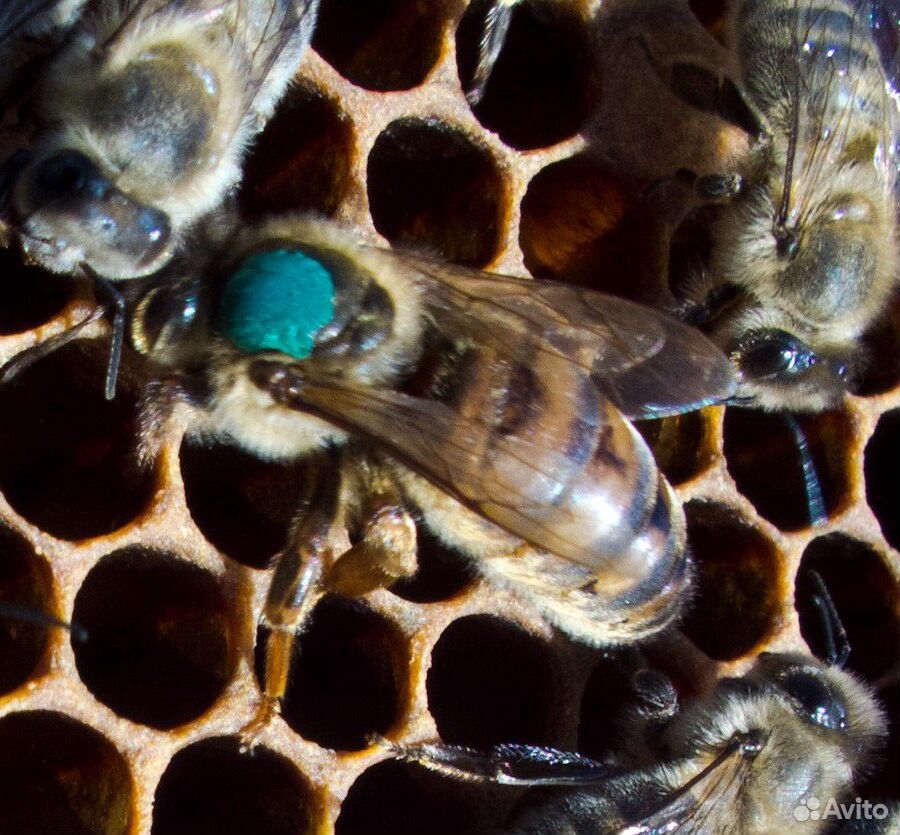 Пчелопакеты Пчелы Отводки Пчеломатки 2020