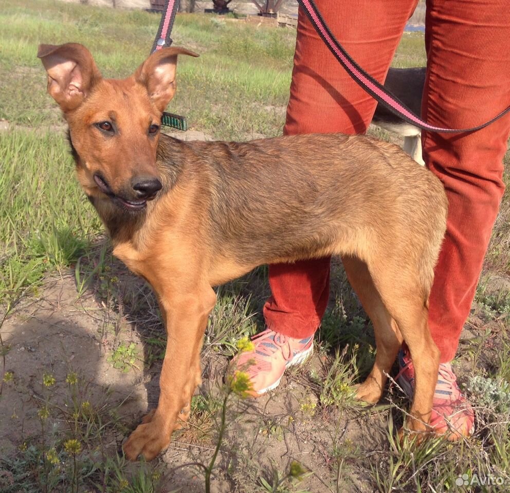 Щенок Злата Принесёт вам счастье